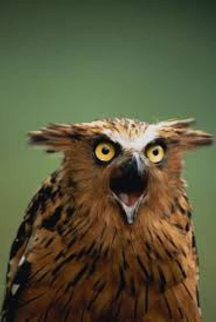 Owl Fried Fish | SG OMEN