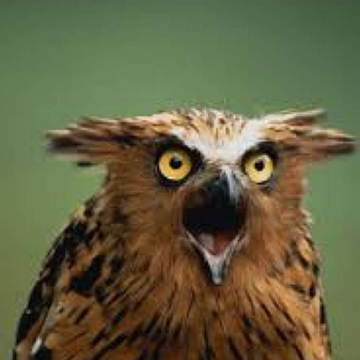 Owl Fried Fish | SG OMEN