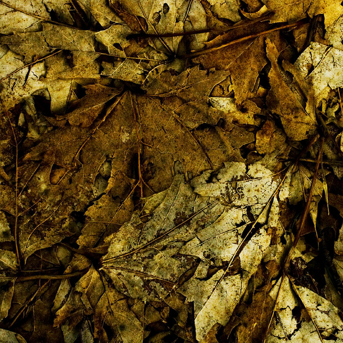 Vector | Jeremy Bible & Jason Henry