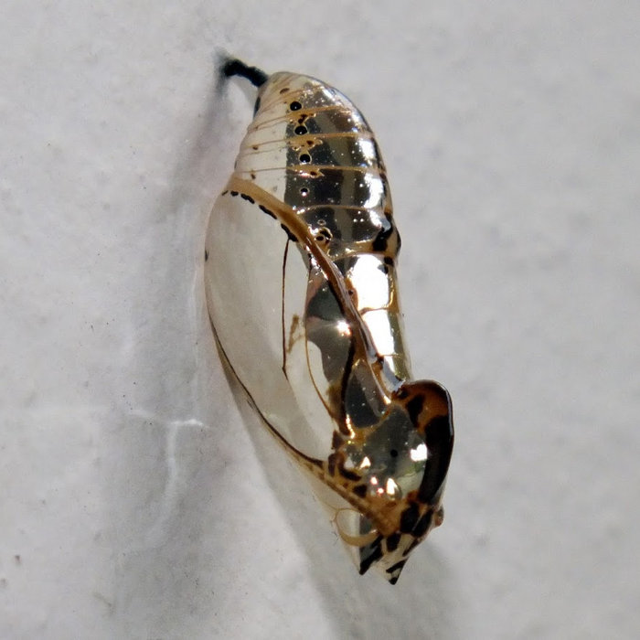 MP3QUEOELÓITINHA | soony p