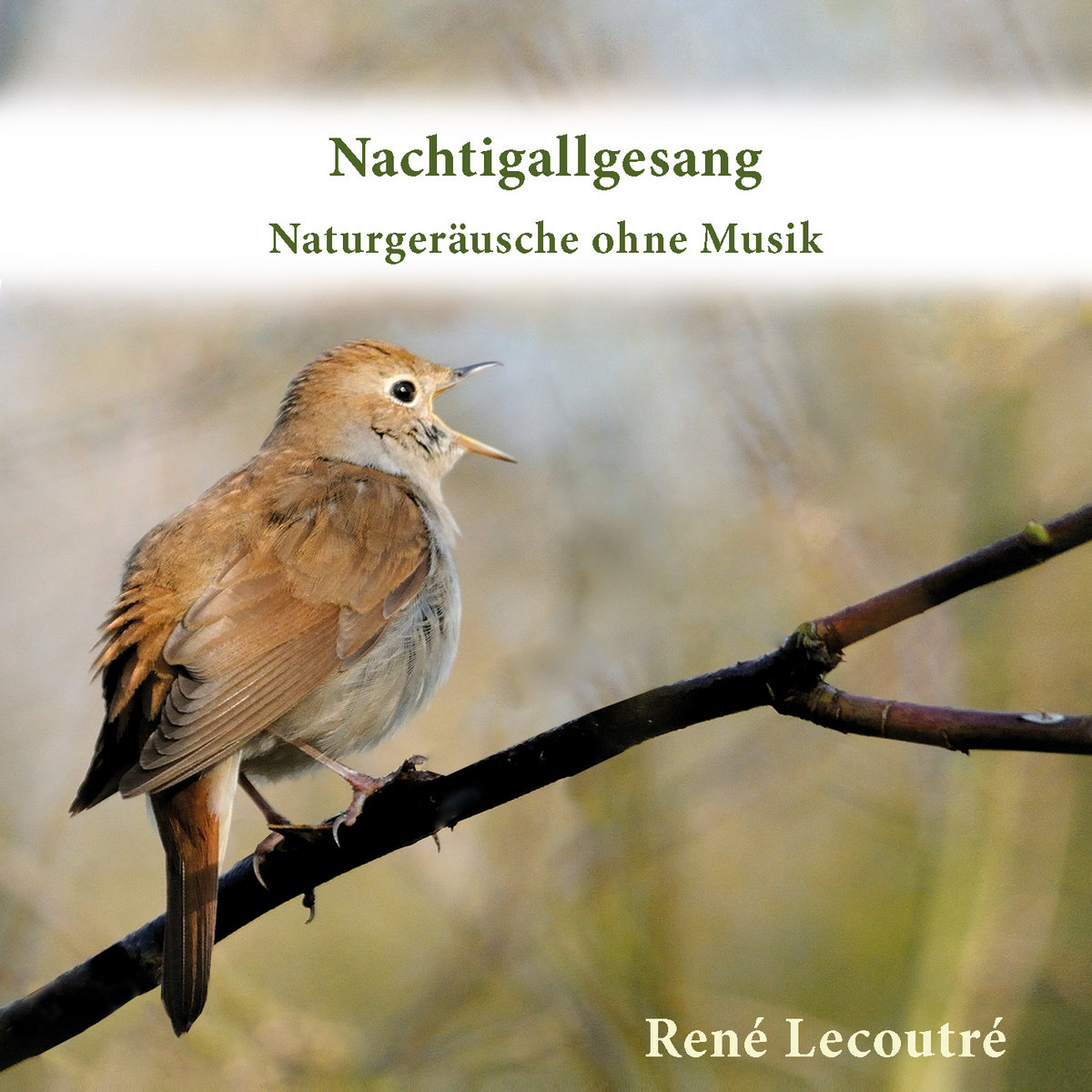 Nachtigall Gesang - A Nightingale's Song | Rene Lecoutre - www ...