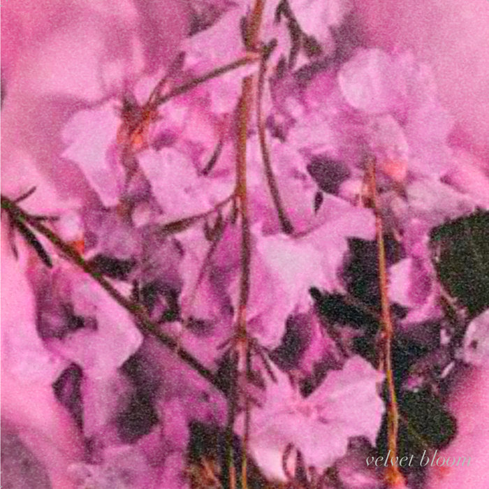velvet bloom | Gifts For The Earth