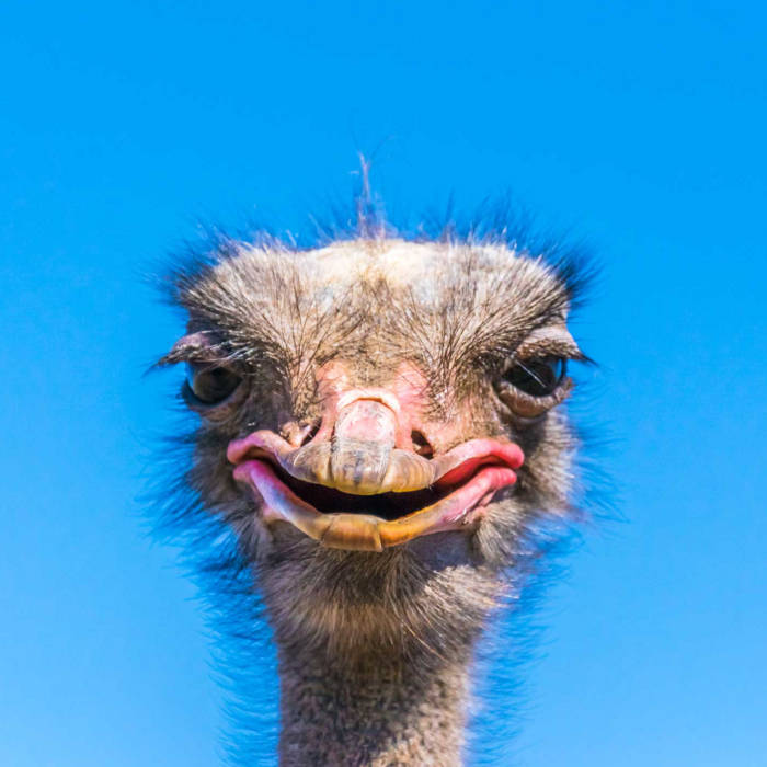 Ostrich Angry Angry Ostrich Head Close Up Stock Photo Download Image