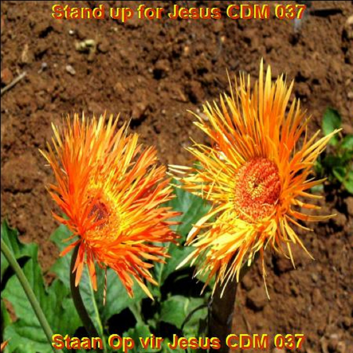 Stand Up, Stand Up for Jesus - Staan Op, Staan Op vir Jesus CDM 037 ...