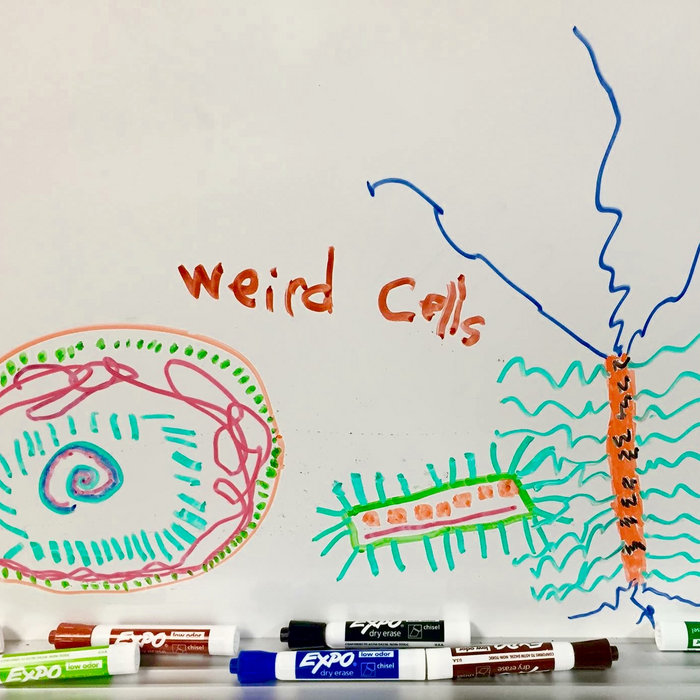 Weird Cells | MacroCosm