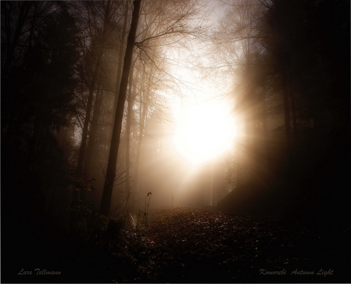 Komorebi Autumn Light | Lars Tellmann | Aural Films