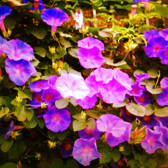 FLOWERS | YAGI | yagi