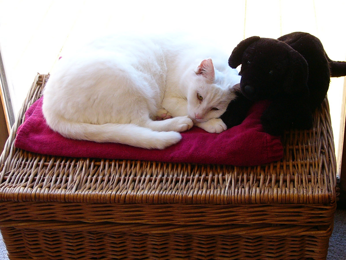 Being Hugh Mann | Timothy David Petteys