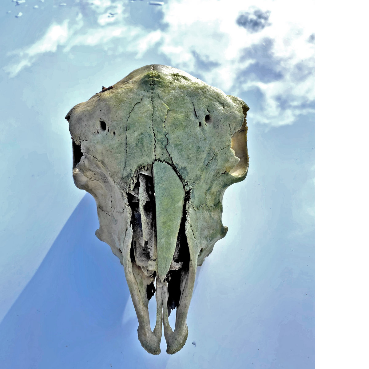 I NEVER KNEW EWE | RAY COYLE