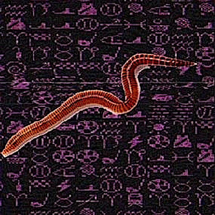 Worm Highway | VoidDweller