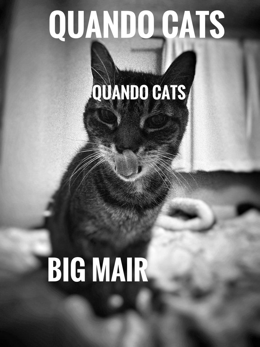Quando Cats | Big Mair