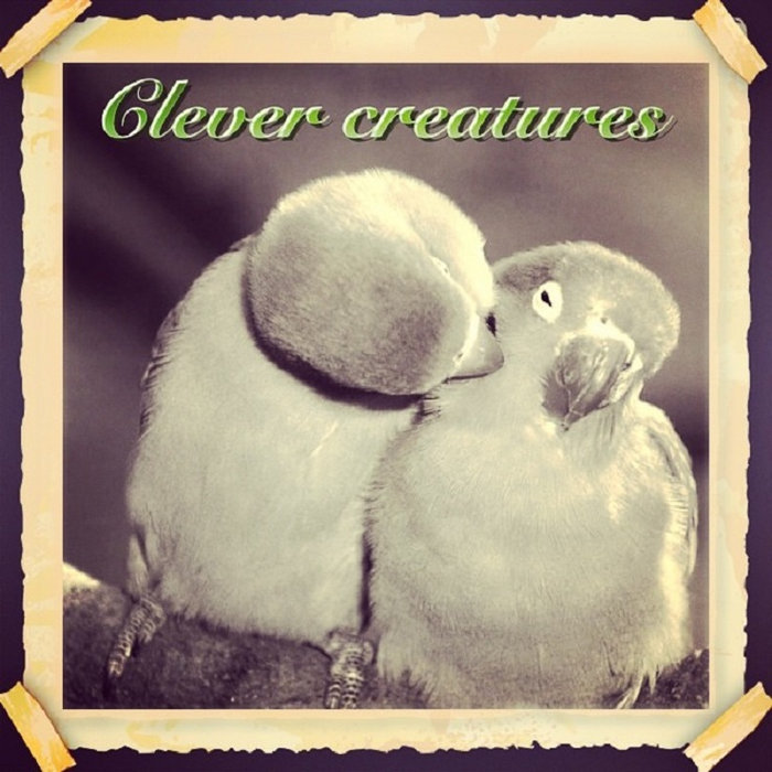 Sunrise Songs | Clever Creatures