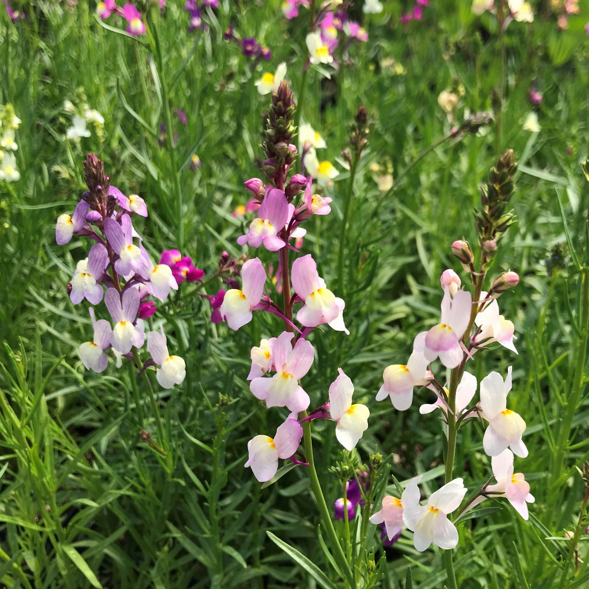 Fairy Bouquet | Linaria