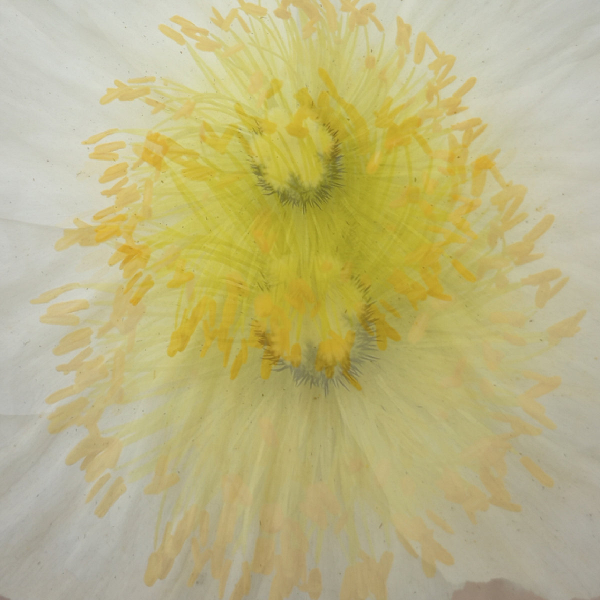 Releasing a Spider Outside | Floral Flowers | Tangelo Mantis