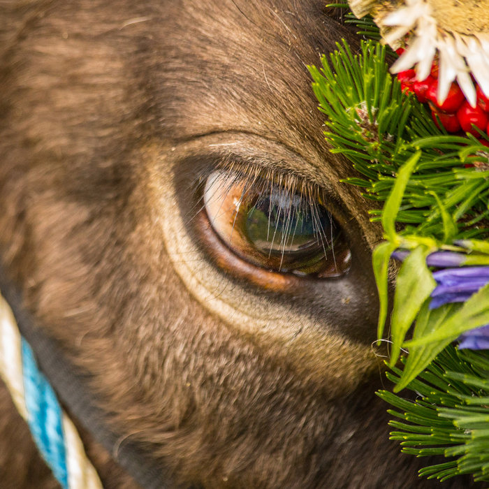 Empathy | Grizzly Bird