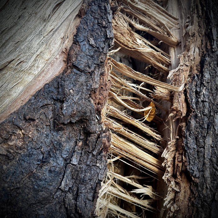 A F A N G I N T H E R O U G H | A N O T H E R W I L D