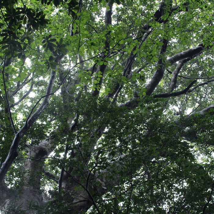 The Ancient Forest VI | Chihei Hatakeyama | White Paddy Mountain