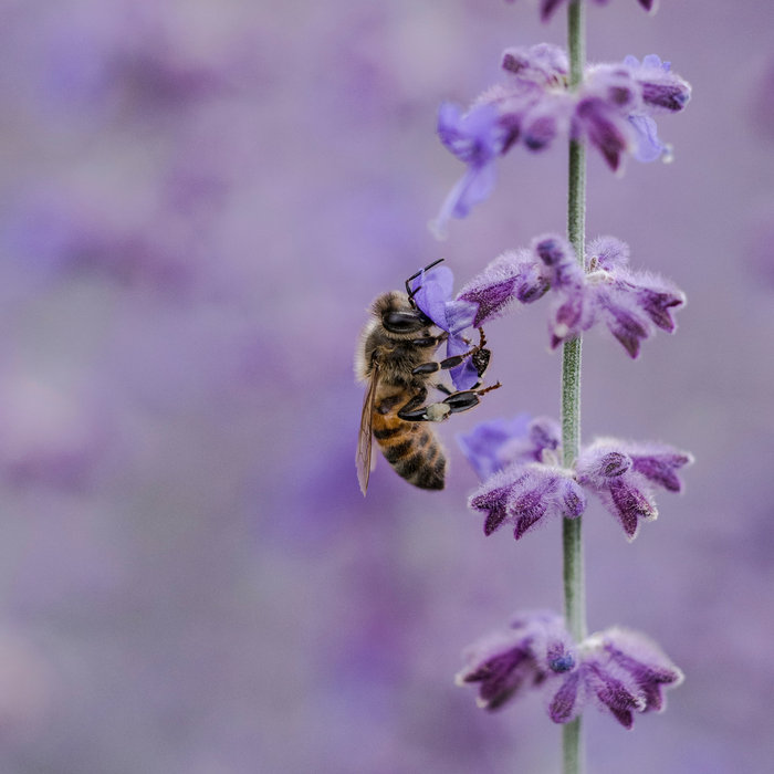 Bee-Sides | Viktor Harter