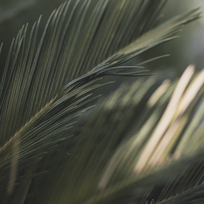 Quiet Loops | Moss Covered Technology