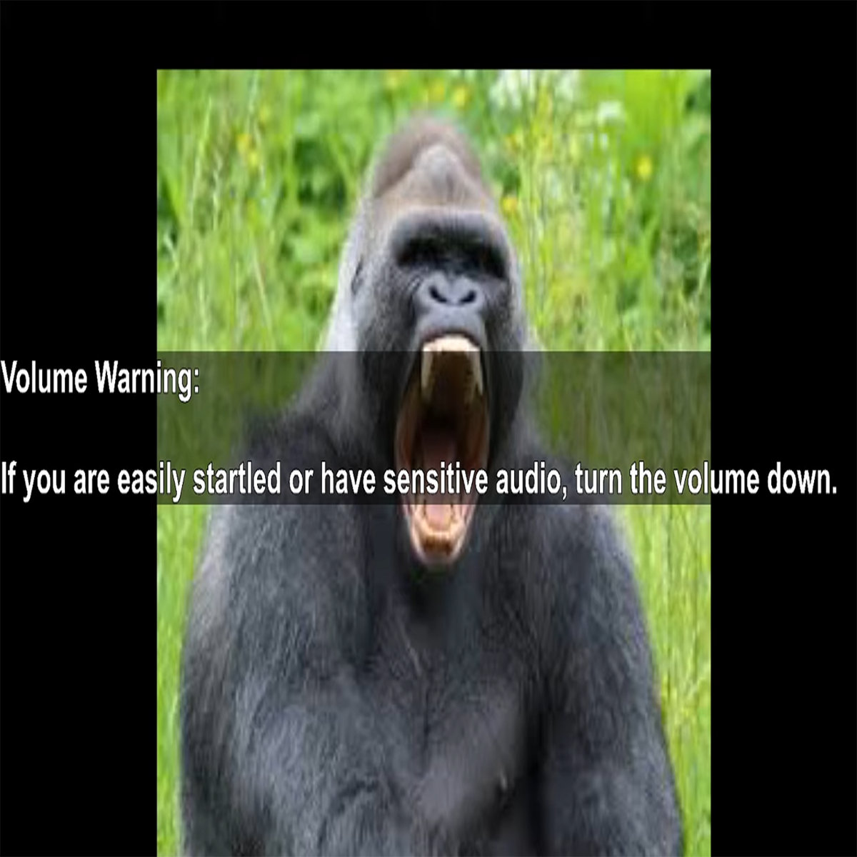 The Most Intimidating Roar; The Silverback Gorilla | The Silverback ...