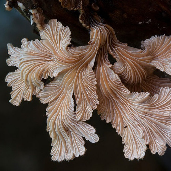 Schizophyllum commune | Fungispora | Nature Noise Wall