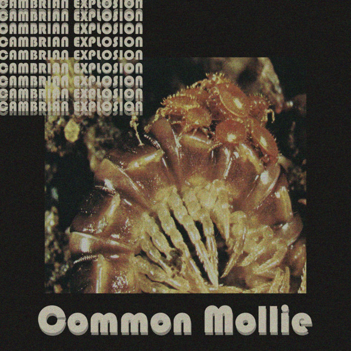 Cambrian Explosion | Common Mollie