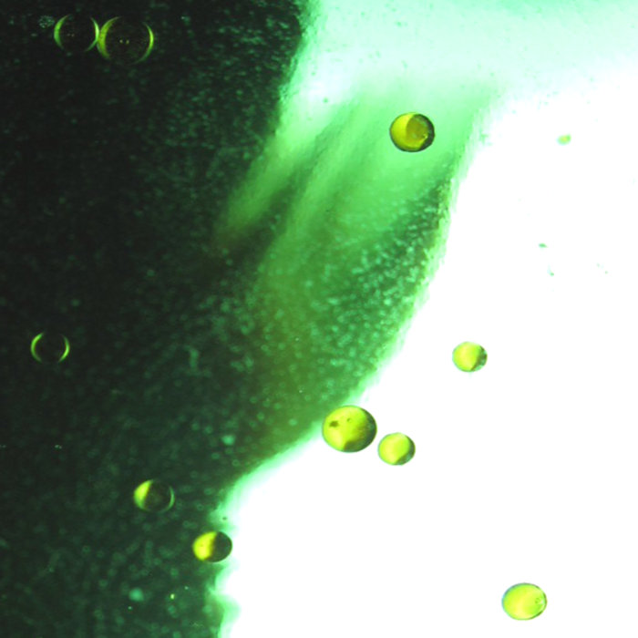 ling herb | Scott McGough