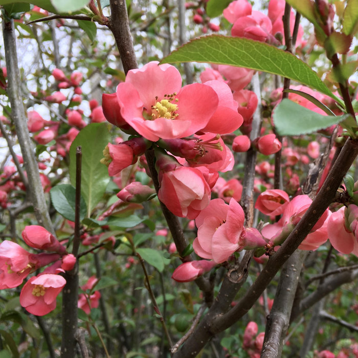 Flowering Tree | Austin Barney