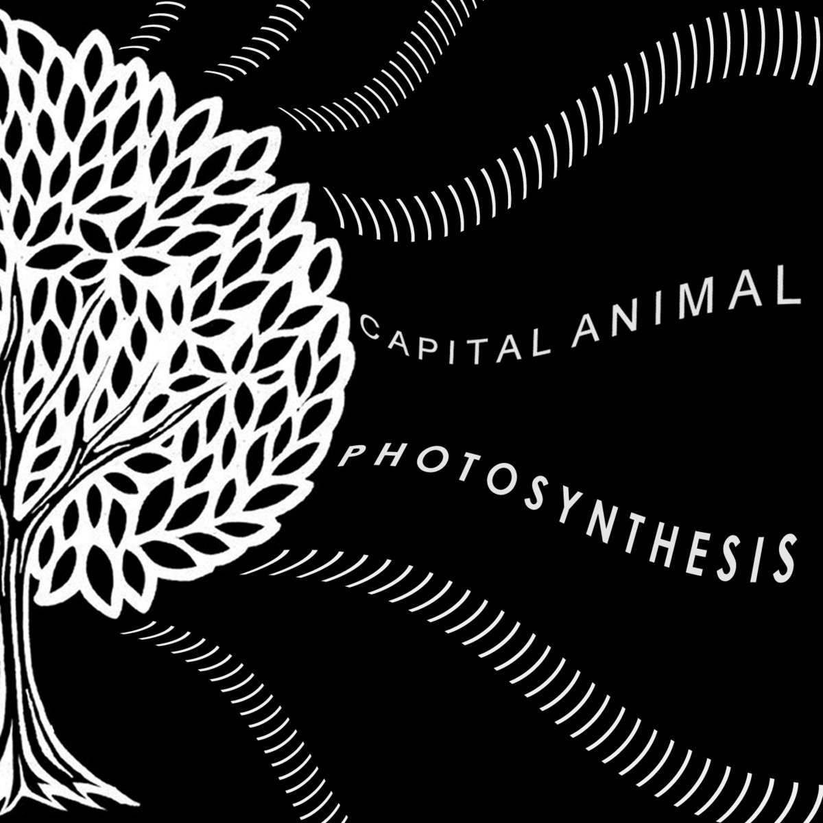 Photosynthesis | Capital Animal