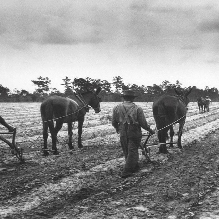 Forty Acres and a Mule | Forty Acres and a Mule | Crabapple Tapes Co.