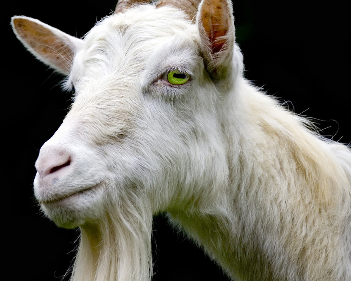 Green Eyed Lass (Live) | The Surly Goats