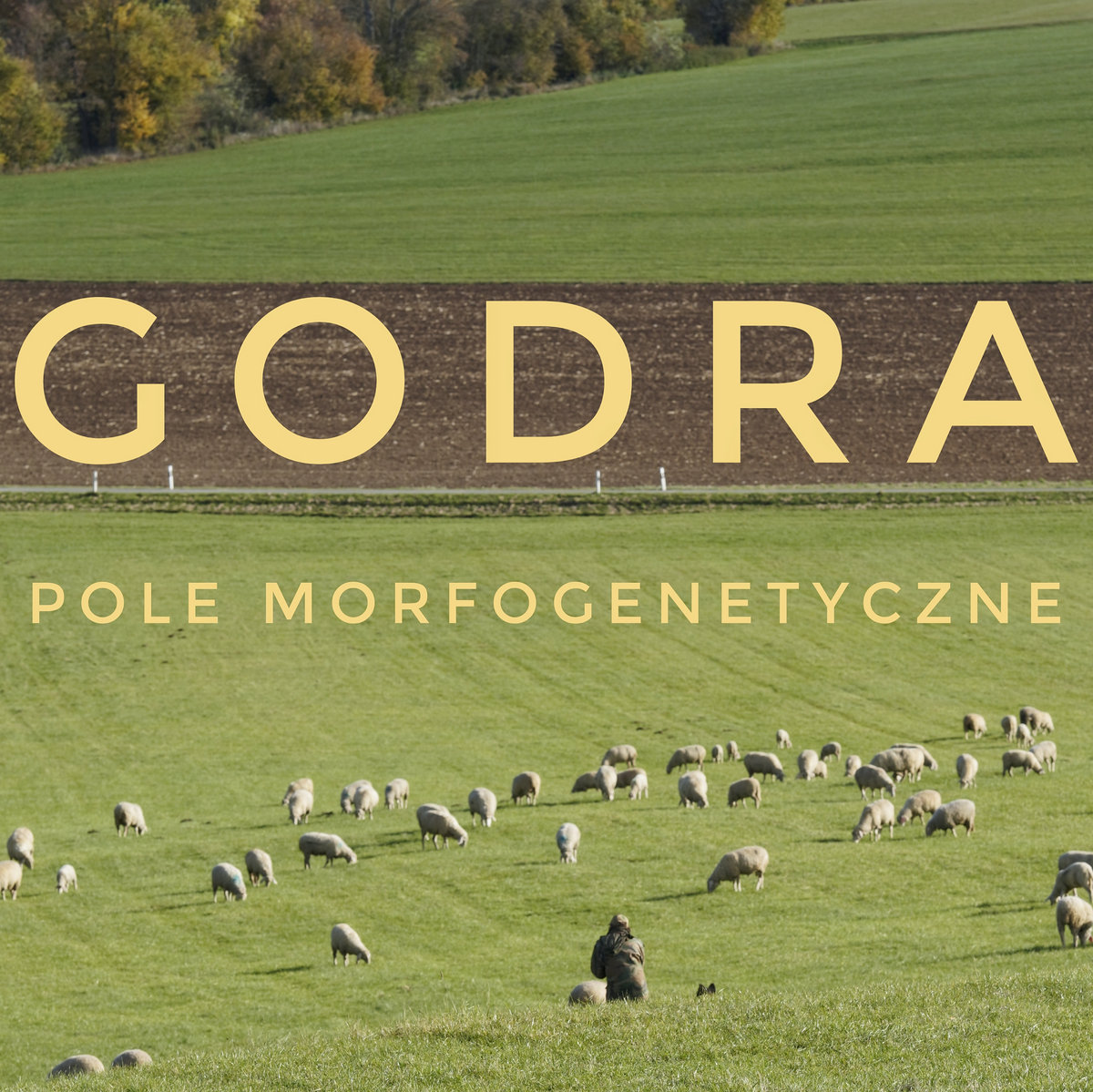 Pole Morfogenetyczne | Godra