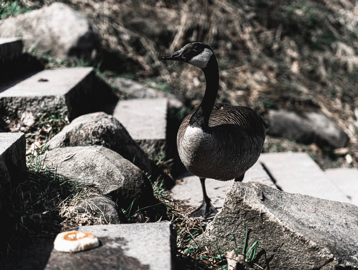 Goose Bagel | ryan gerald