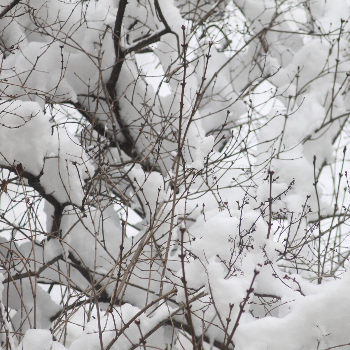 Vyanchepheg | sonnov