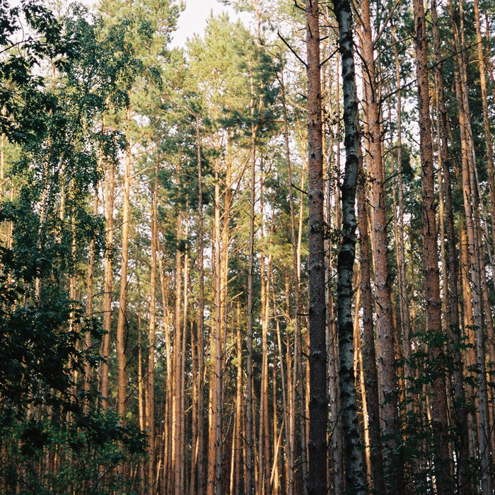 Lost Grove | 2XM
