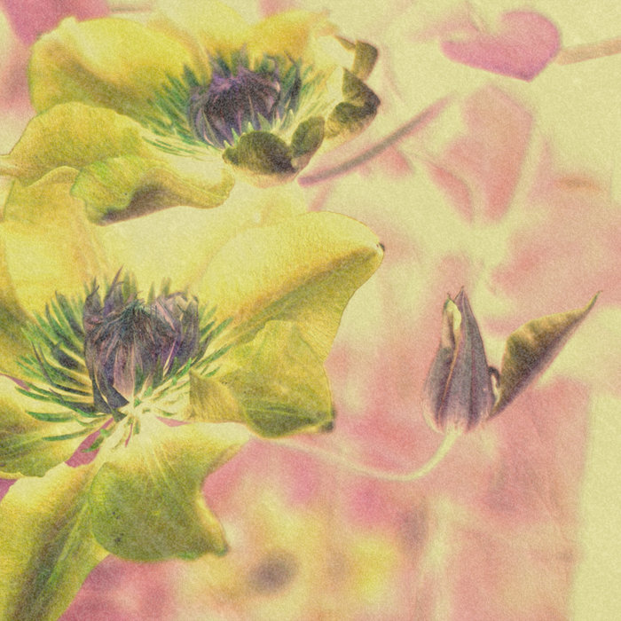 Adonis | Chypho