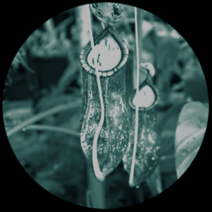 Digested Alive (2021) | Mortifying Digestion | BEDNOISEROOM RECORDS