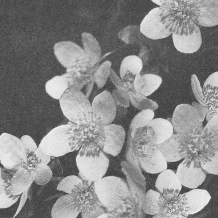 A Communion | Various Artists | VAAGNER