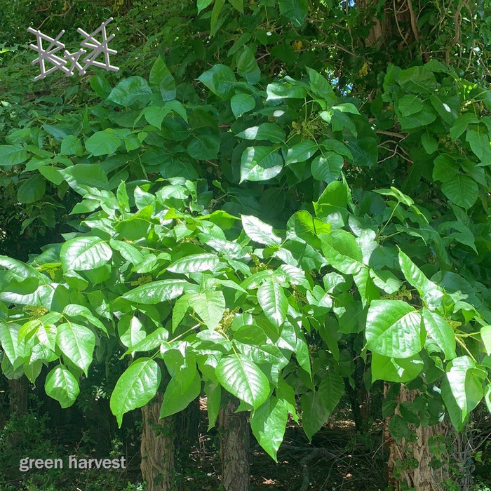 Green Harvest | BGGB