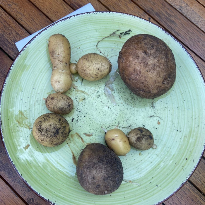 POTATOES | IWKOK & EMPTY POOL | EMPTY POOL