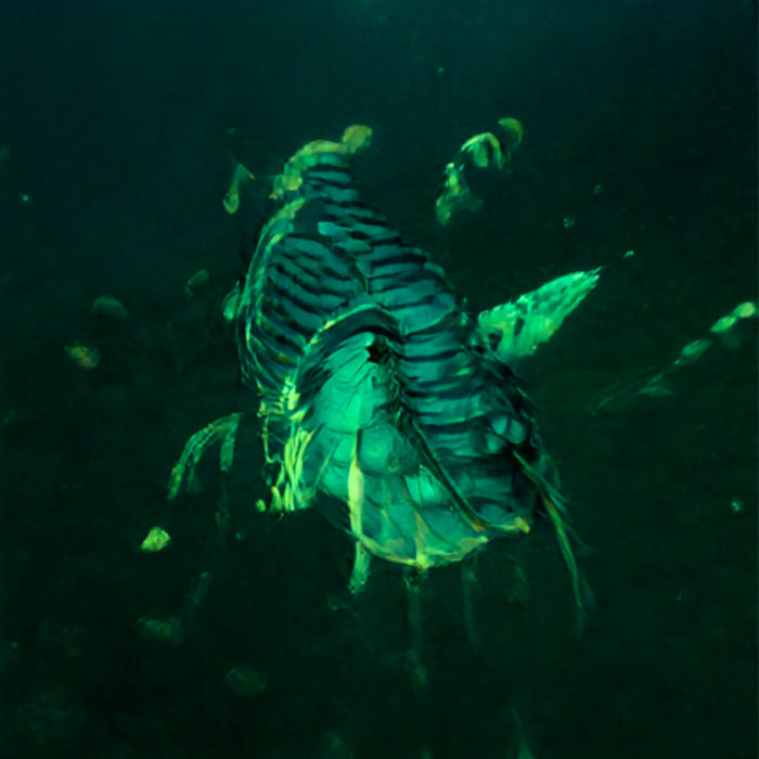 pelagic electric | GELL