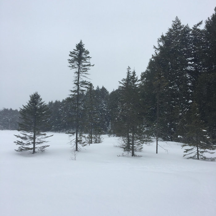 Branch melody | Shuah