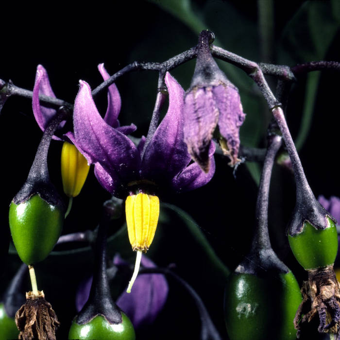 Nightlock Flower | Best Flower Site