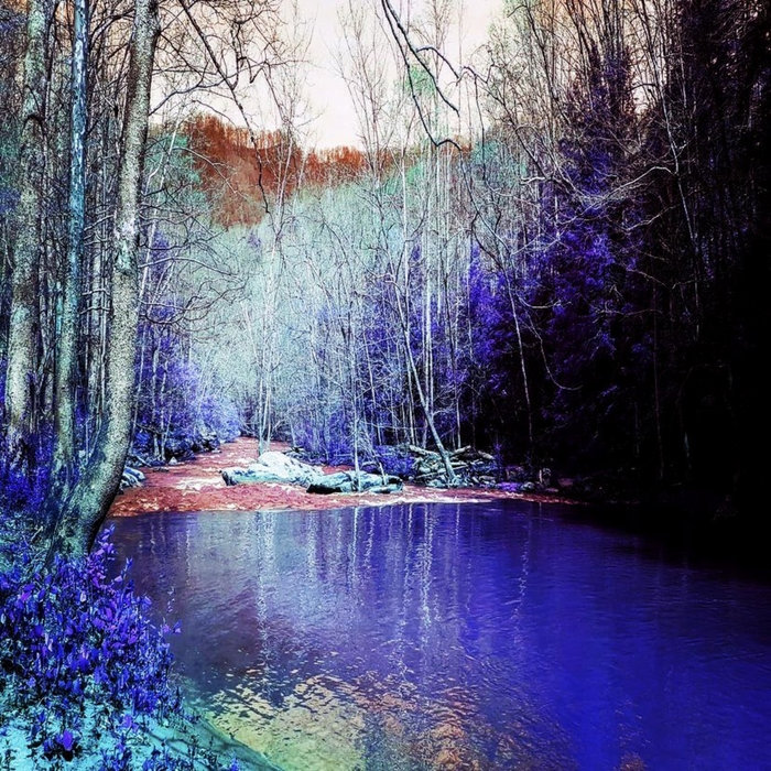 Bleeding the Trees of Color | Roy F. Bush