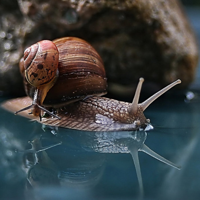 Snail Feet | Cloud Shepherd