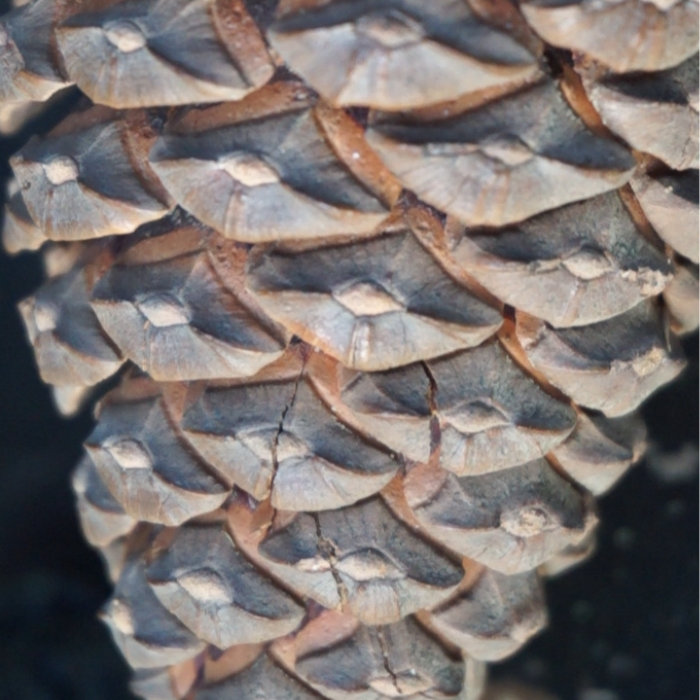 Cumaco Loco (Extracto) | Los Chimichimitos