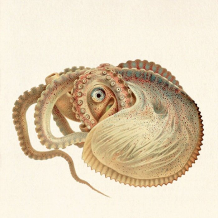 Argonaut | Paper Nautilus