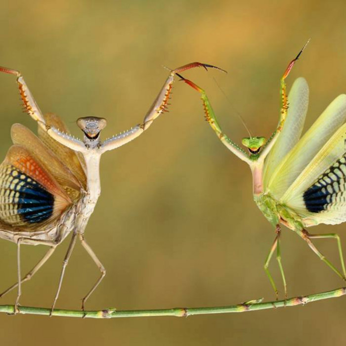 Glimmer E.P. | Reamann | Réamann