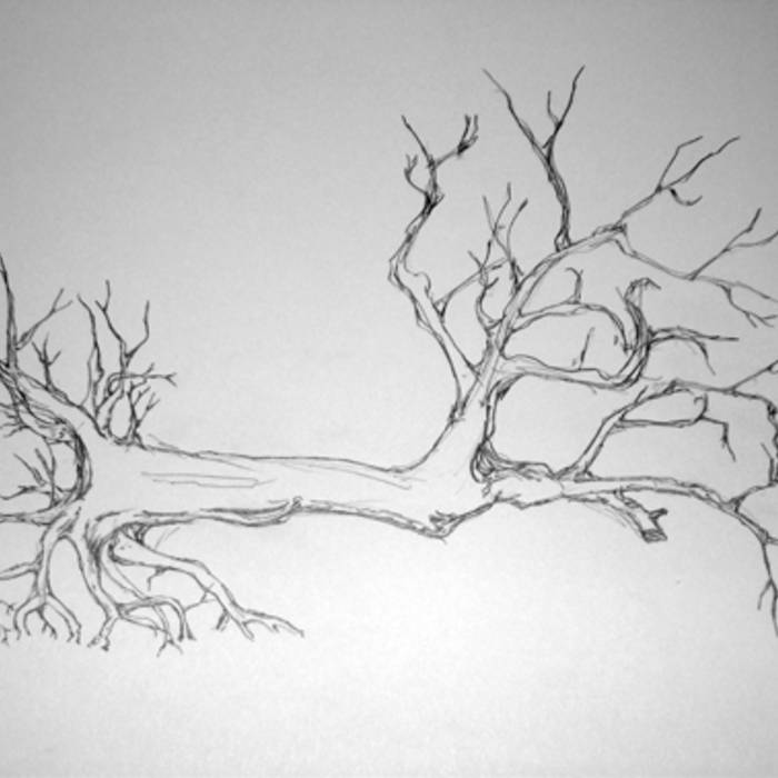 Uprooted Tree Drawing