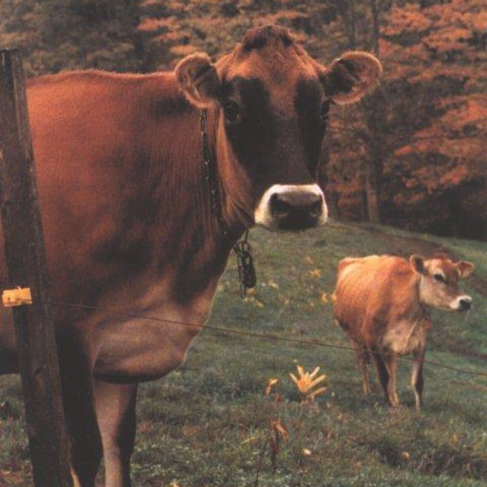 Cows will eat the weeds | Kaitlyn Aurelia Smith